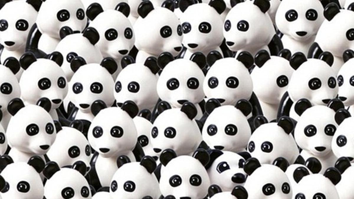 Tes Mata: Coba Temukan Anjing di Antara Panda Ini - Lifestyle Fimela.com