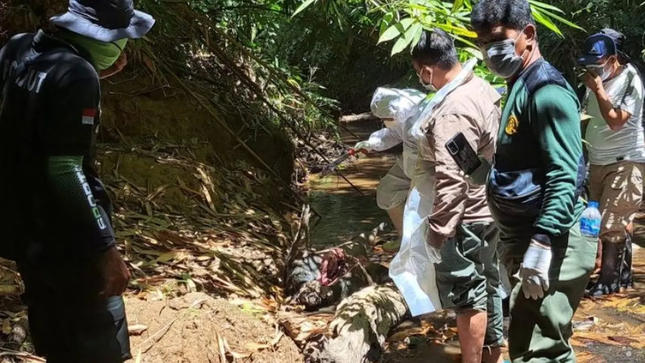 Misteri Kematian Satwa-Satwa Liar di Taman Nasional Bogani Nani Wartabone Gorontalo - Regional ...