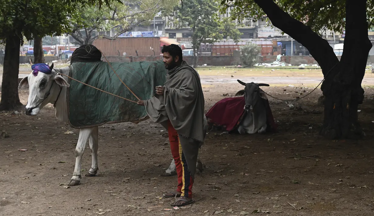 FOTO: Ada Mantel untuk Lindungi Sapi dari Cuaca Dingin di India - Foto ...