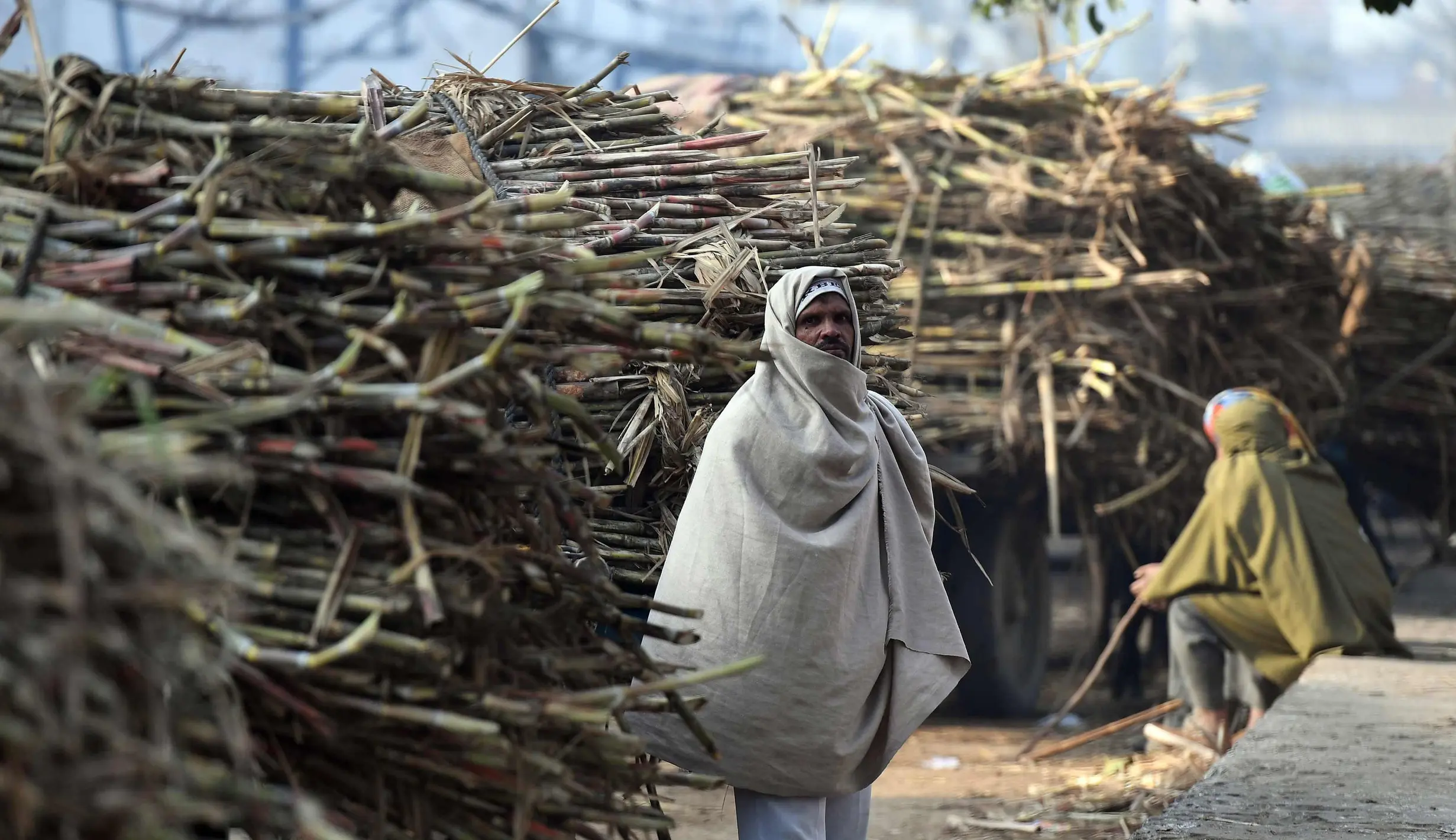 FOTO: Mengintip Aktivitas Petani Tebu di India - Foto Liputan6.com