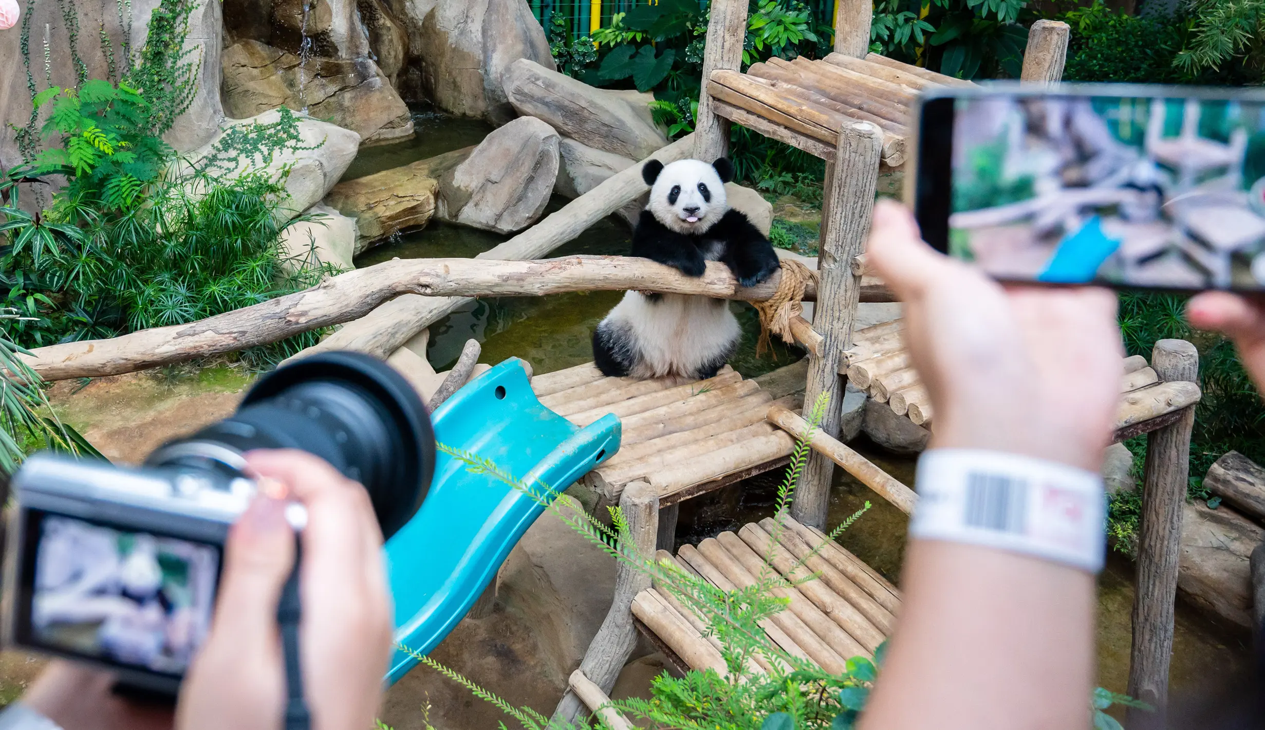 FOTO: Panda Raksasa Yi Yi Rayakan Ulang Tahun di Malaysia - Foto ...