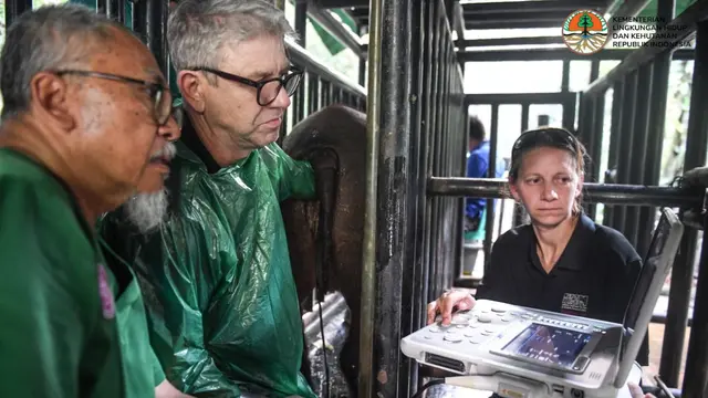 Program Bayi Tabung untuk Jaga Populasi Badak Sumatra, Seperti Apa Itu ...