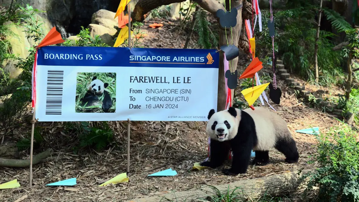 Berita Panda Le Le Singapura Hari Ini - Kabar Terbaru Terkini ...