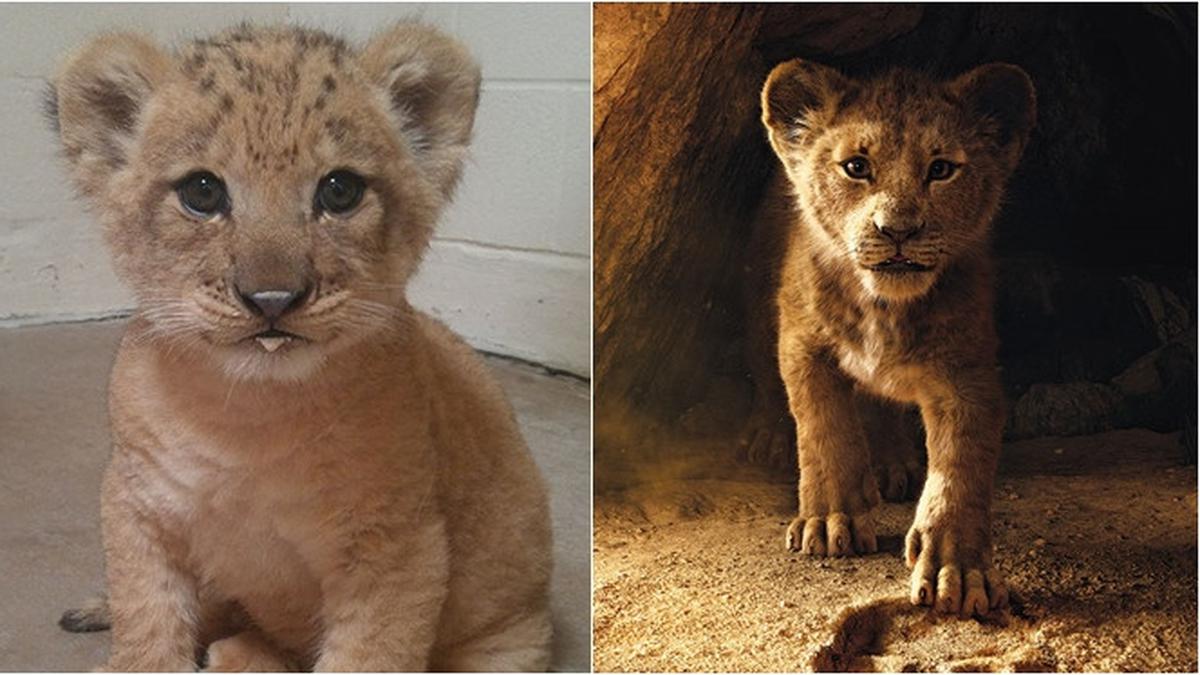 7 Potret Bahati, Bayi Singa yang Jadi Role Model Simba di The Lion King ...