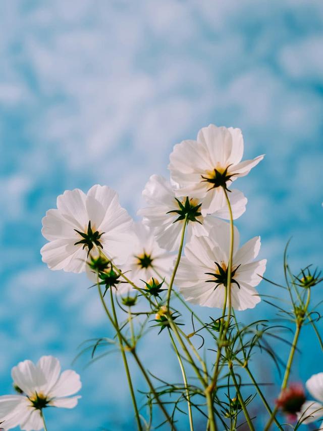 7 Rekomendasi Bunga Cepat Tumbuh untuk Mencerahkan Taman di Awal Musim ...