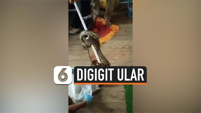 VIDEO: Wanita Digigit Ular yang Bersembunyi di Lubang Kloset - Citizen6 ...