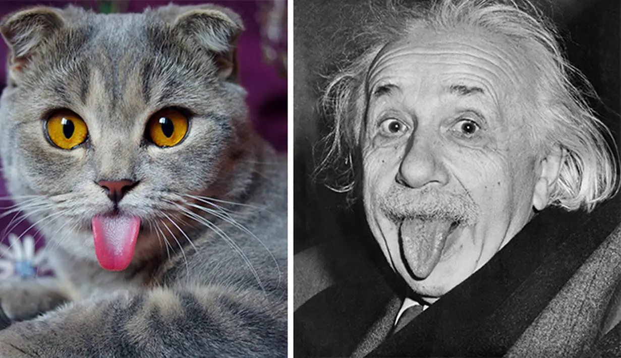 Sekilas Seperti Kucing Biasa: Tetapi Ternyata Mirip Sesuatu Yang Lain ...