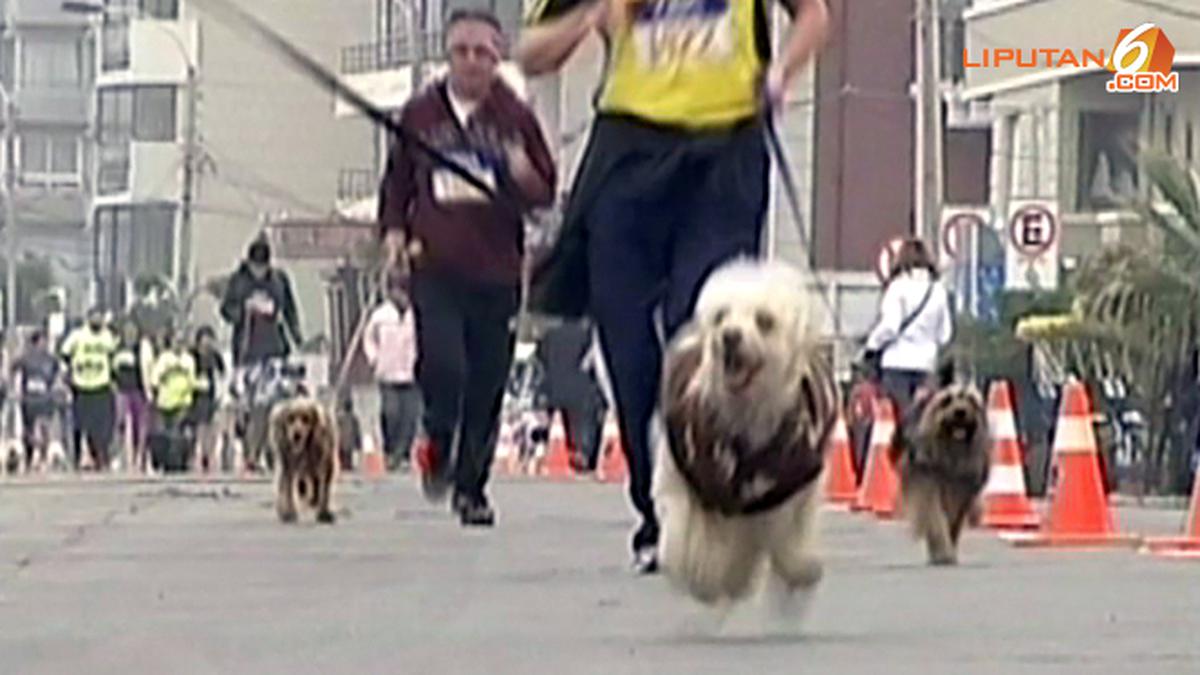 [VIDEO] Serunya Lomba Lari Bareng Anjing Peliharaan - Global Liputan6.com
