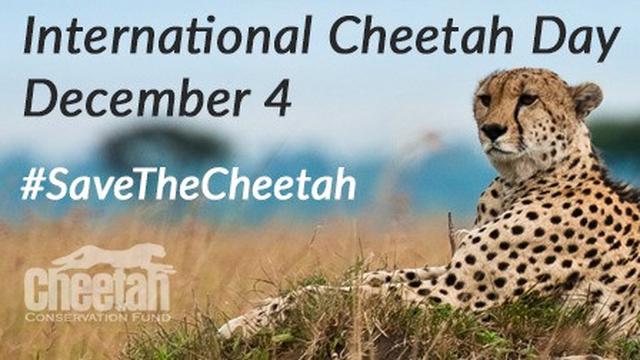 Tanggal Desember Diperingati Sebagai Hari Citah Internasional Apa Tujuannya Citizen