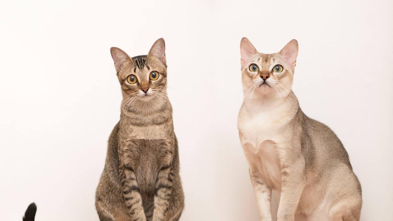 Jangan Sembarangan Kuburkan Kucing Mati, Simak Kata Buya Yahya