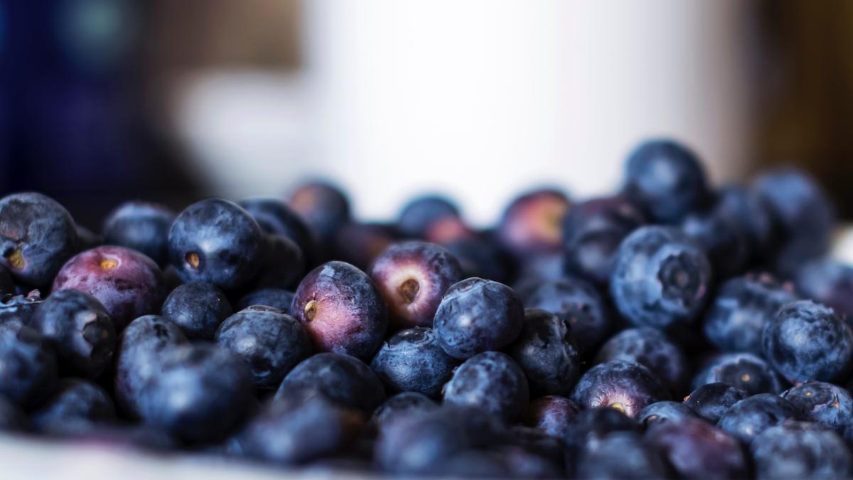Bisa Menurunkan Risiko Penyakit Jantung, Inilah 7 Manfaat Blueberry ...