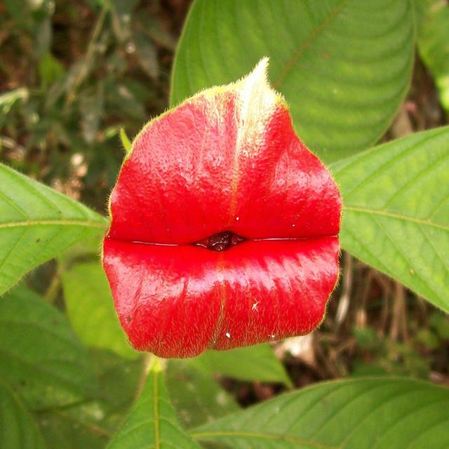 6 Potret Tumbuhan Seperti Sedang Berekspresi Bak Manusia Ini Unik ...