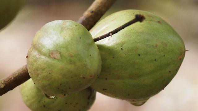 8 Manfaat Mahkota Dewa Bagi Kesehatan, Tanaman Herbal Murah Kaya Khasiat
