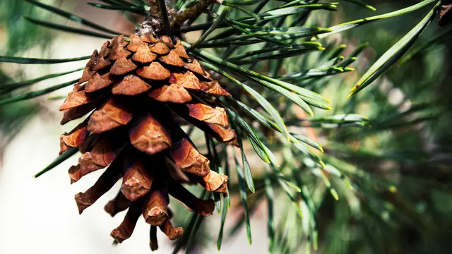 9 Manfaat Minyak Pinus untuk Kesehatan dan Kecantikan, Ketahui Efek ...