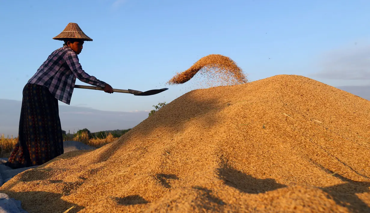 FOTO: Potret Semangat Petani Padi Myanmar - Foto Liputan6.com