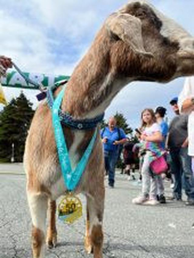 Tingkah Aneh Tapi Nyata Kambing Lepas Ikut Lari Maraton, Sabet Medali