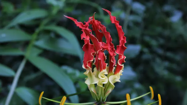 Fantastis, Ini 11 Bunga Termahal di Dunia Tahun 2025 yang Harganya ...