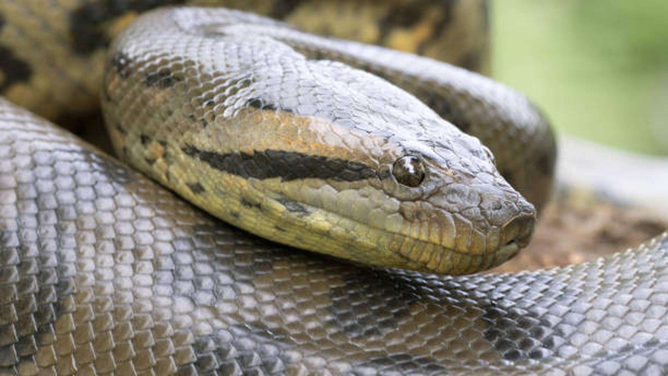 8 Fakta Unik Ular Anaconda, Monster Air yang Suka Bersantai