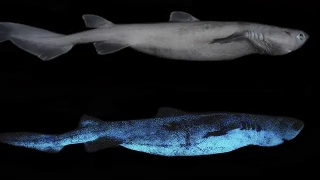 Mengenal Kitefin Shark, Hiu Glow in The Dark Terbesar di Laut Dalam ...