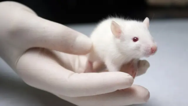 Mengapa Peneliti Medis Gunakan Tikus untuk Percobaan? - Health Liputan6.com