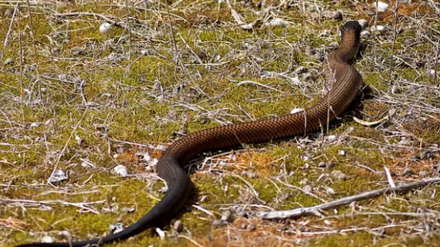 10 Ular Paling Berbisa di Muka Bumi - Citizen6 Liputan6.com