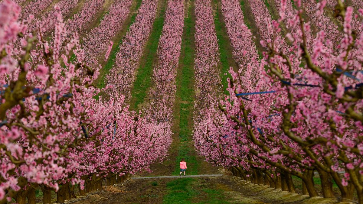 FOTO: Menikmati Keindahan Bunga Persik Bermekaran di Spanyol - Foto ...
