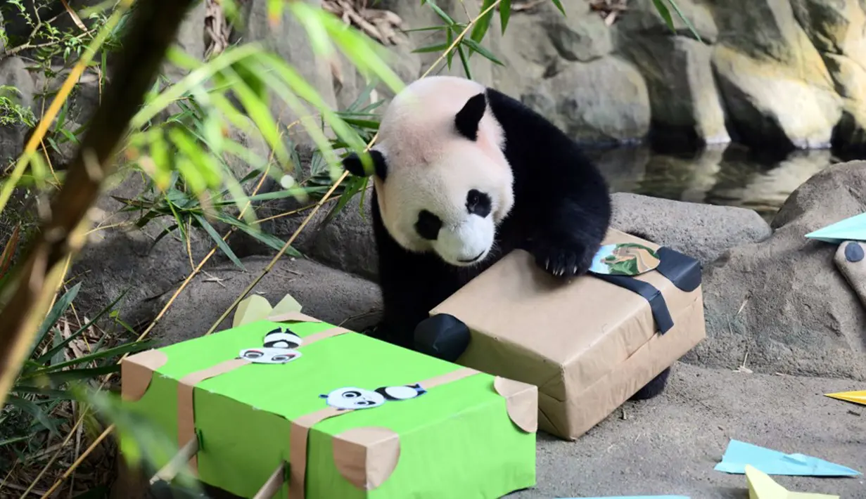 Anak Panda Le Le di Singapura Siap Pulang Kampung ke China - Foto ...