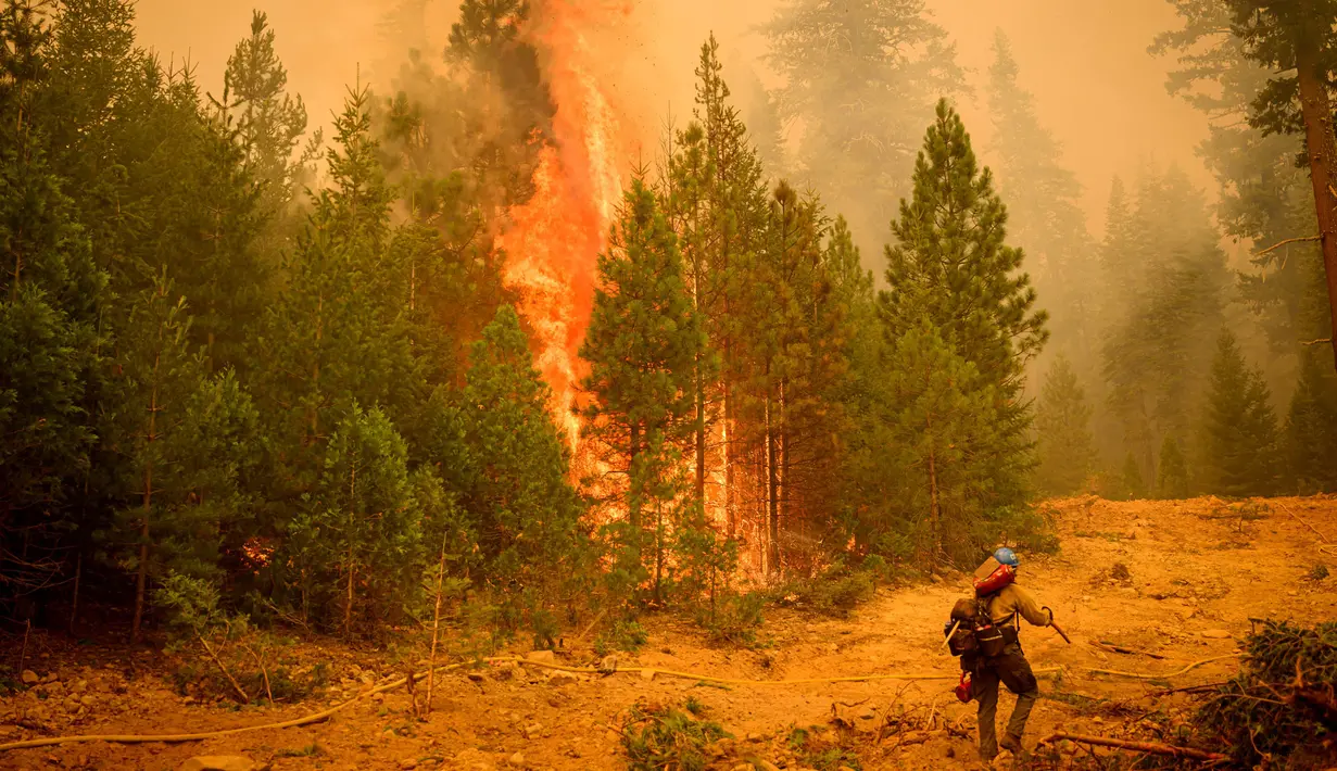 Lebih dari 414 Hektare Hutan di California Hangus Terbakar - Foto ...