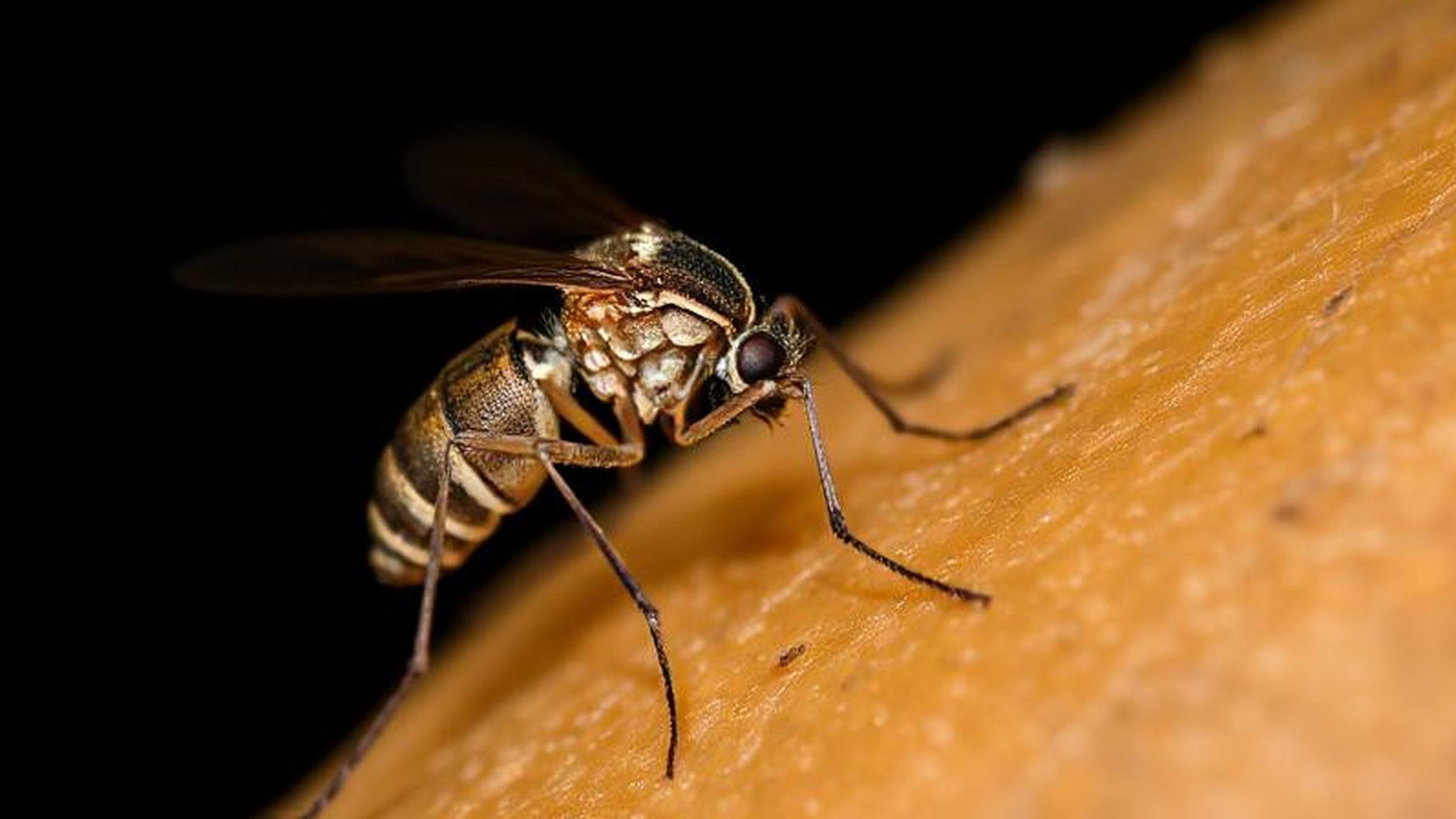 Mengenal 5 Jenis Parasit Plasmodium Penyebab Malaria