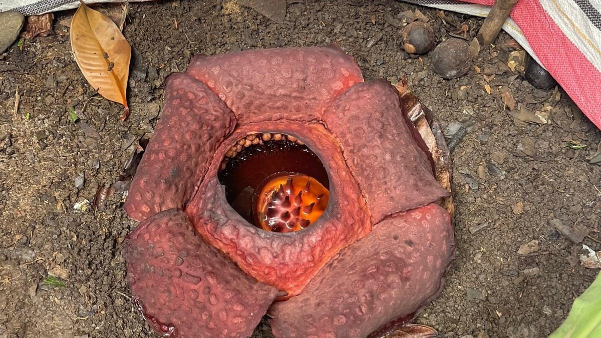 Viral Bunga Raflesia Tumbuh di Pekarangan Rumah Warga di Padang ...