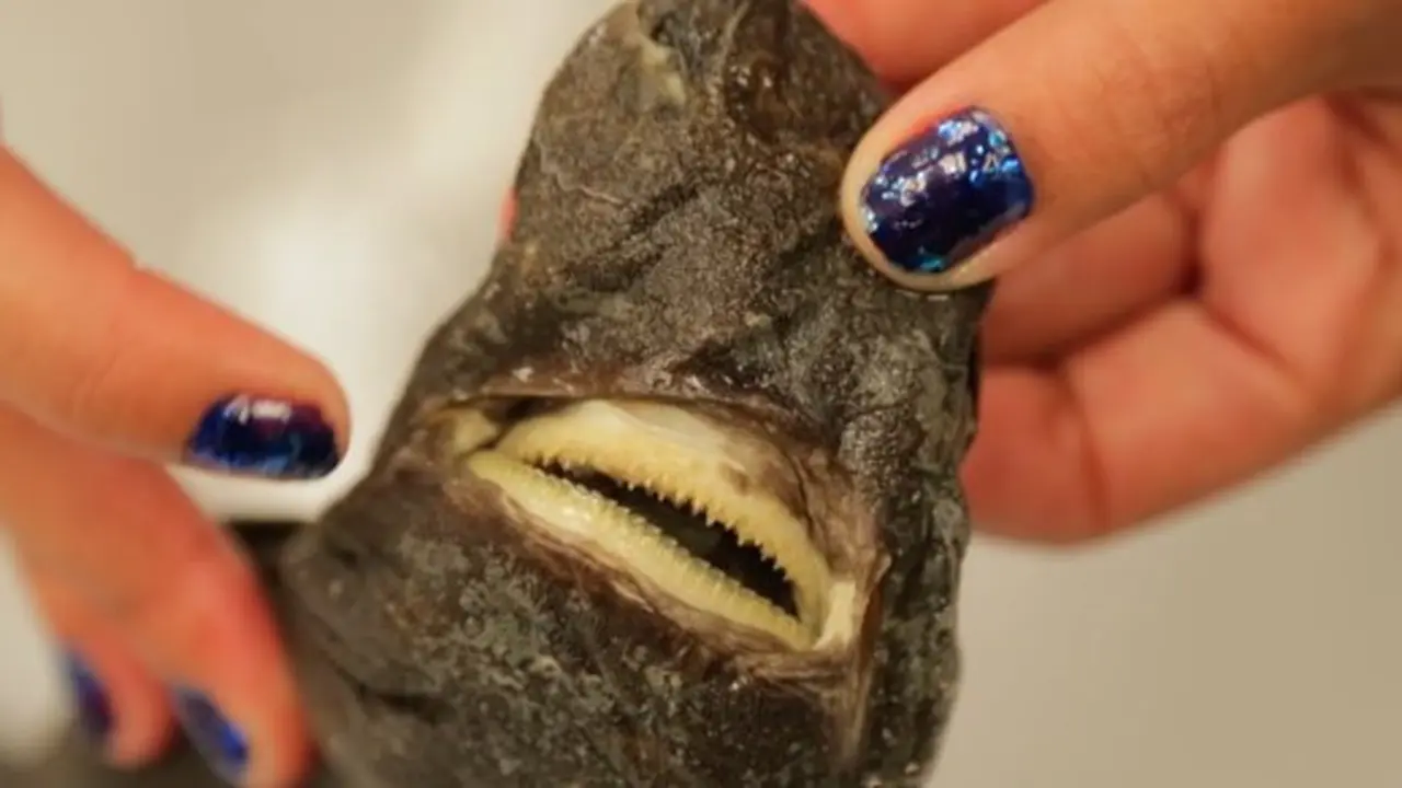 10 Spesies Hiu Laut Dalam yang Menakjubkan dan Jarang Ditemui ...