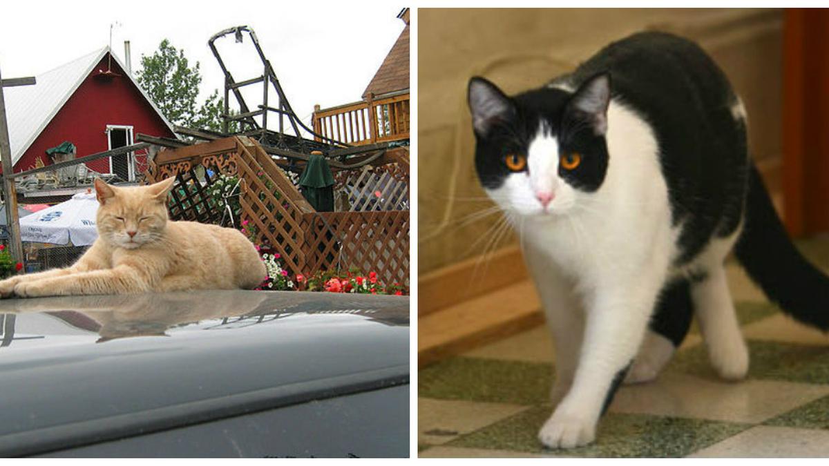 2 Kucing yang Berprofesi Sebagai Walikota - Global Liputan6.com