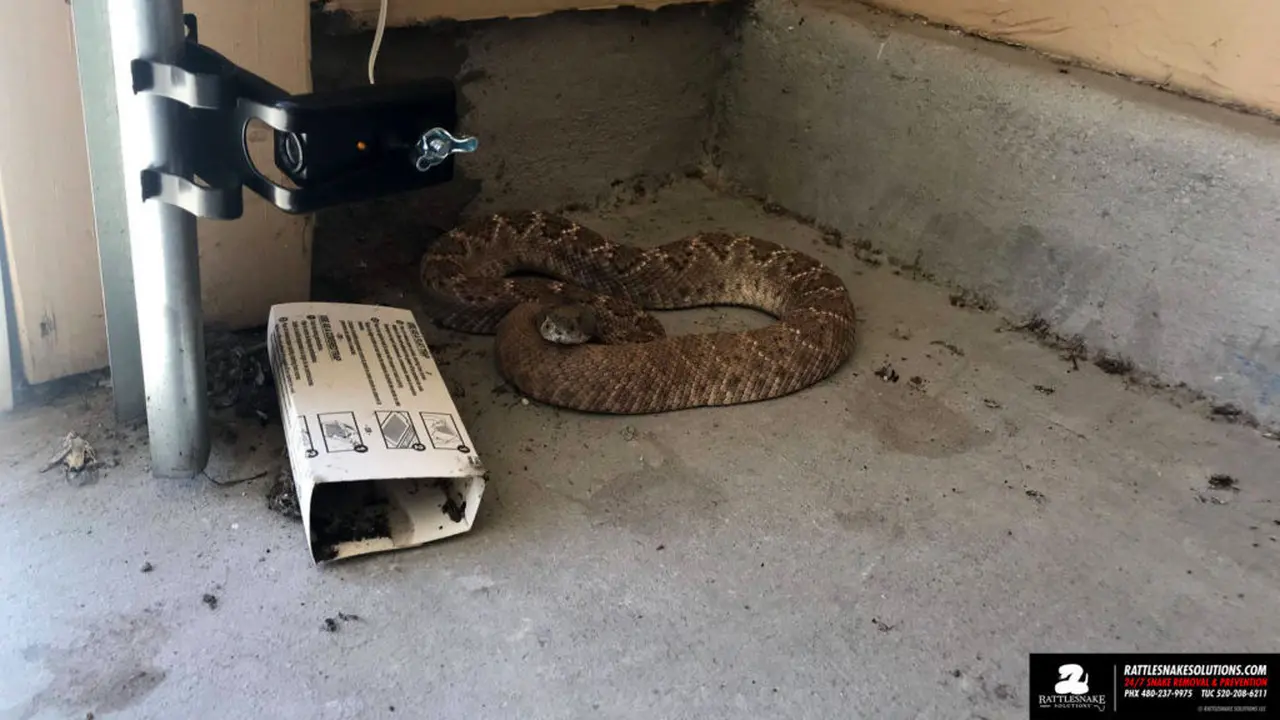 Mengerikan! 92 Ekor Ular Derik Ditemukan dalam Rumah, Apa yang Terjadi ...