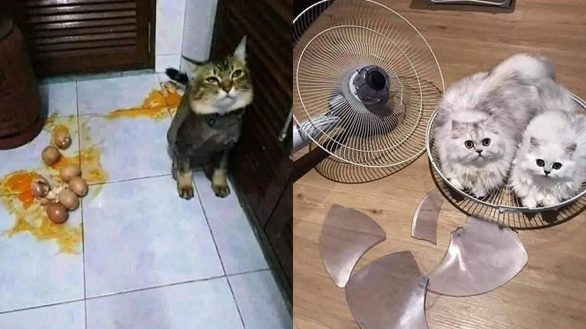 6 Tingkah Kucing Suka Merusak Barang Ini Bikin Emosi, Onar Banget - Hot ...