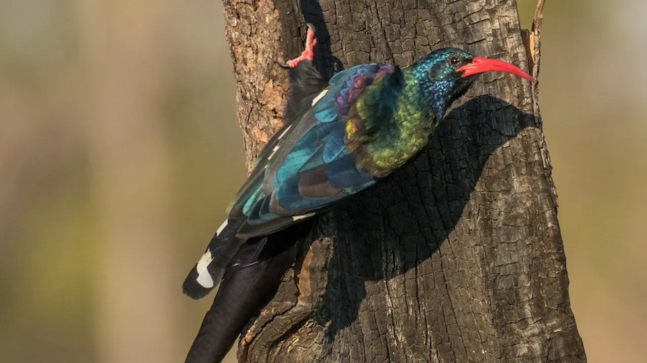 Dari Menyengat hingga Busuk, Ini 8 Hewan yang Gunakan Bau sebagai ...