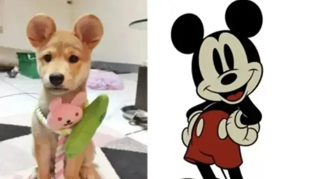 Tren Kejam di China Tuai Kontroversi, Telinga Kucing dan Anjing ...