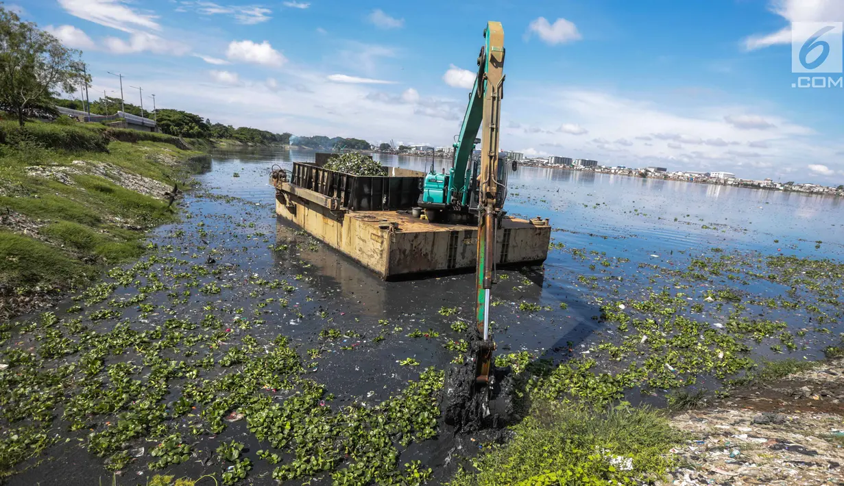FOTO: Penampakan Eceng Gondok yang Penuhi Waduk Pluit - Foto Liputan6.com