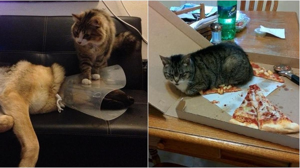 7 Potret Tingkah Laku Kucing Ini Bikin Geleng Kepala