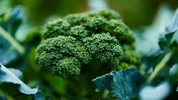 Apa Manfaat Brokoli? Yuk Simak di Sini - Food Fimela.com