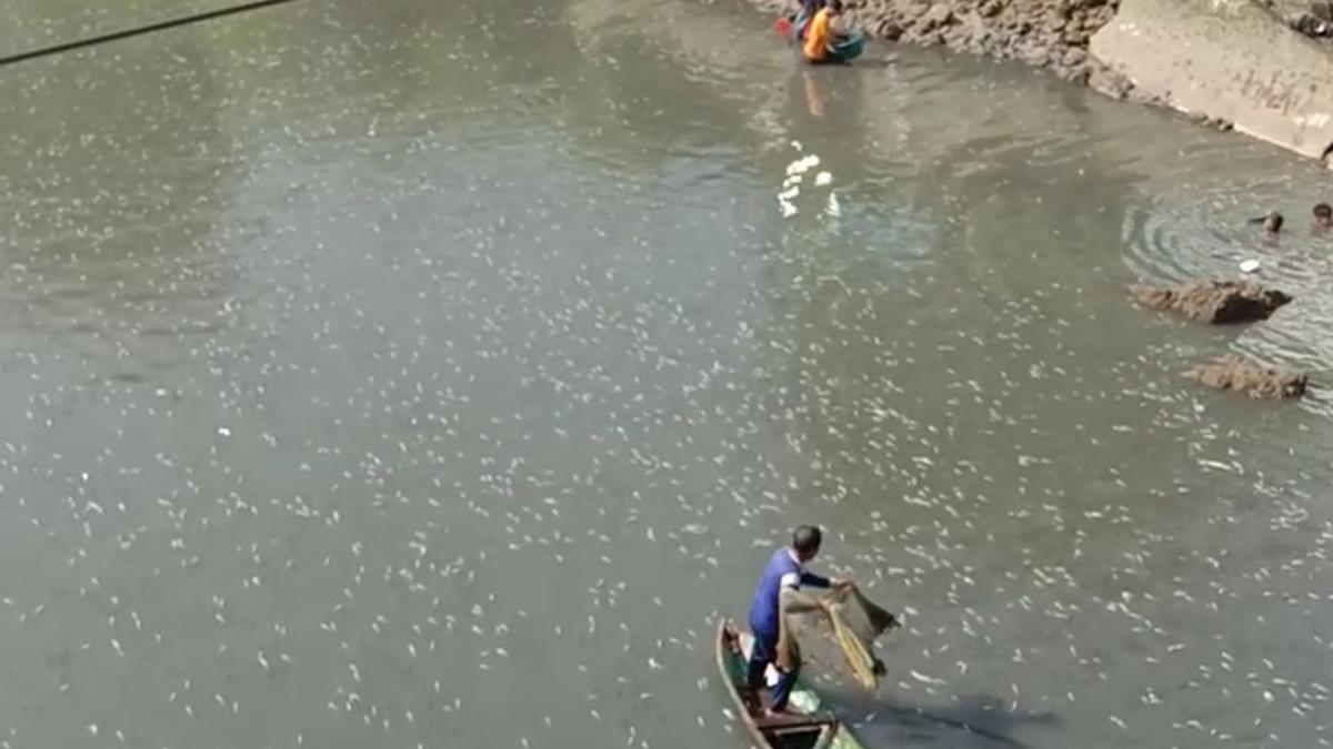 Muncul Mendadak, Warga Baubau Berebut Ribuan Ekor Ikan di Muara Sungai ...