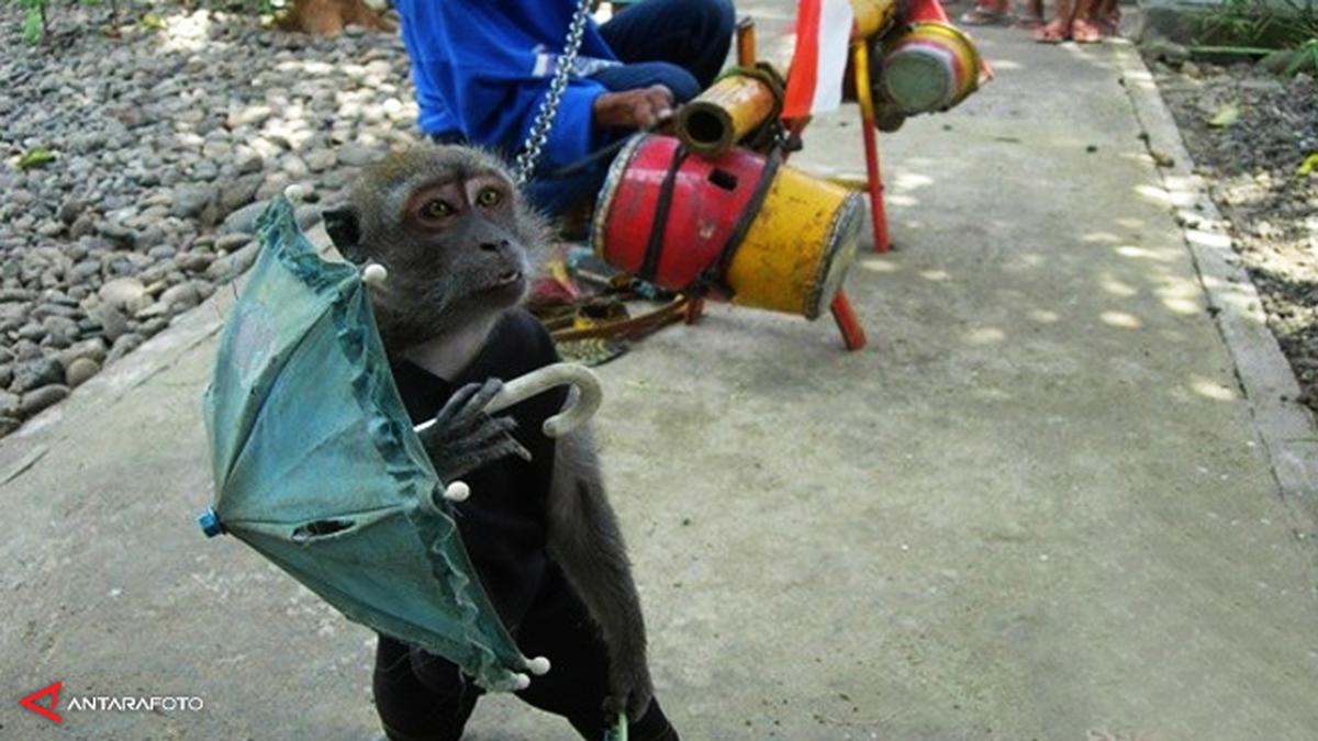 Jakarta Animal Aid: Topeng Monyet Bisnis yang Kejam - News Liputan6.com