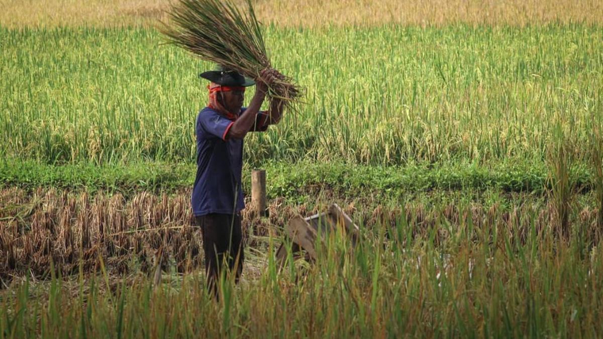 Cerita Petani Sumut Rasakan Manfaat KUR Sektor Pertanian dari Kementan ...