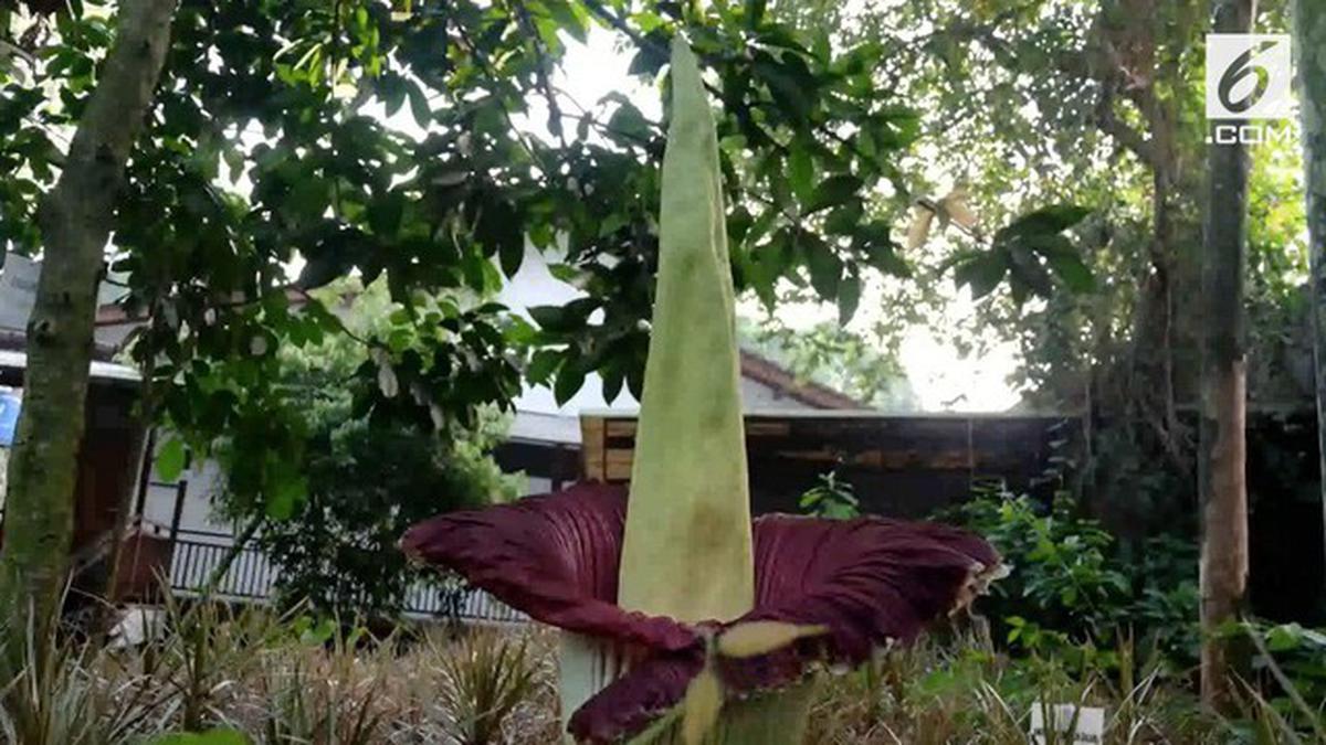 Ini Dia Bunga Tertinggi di Dunia - News Liputan6.com