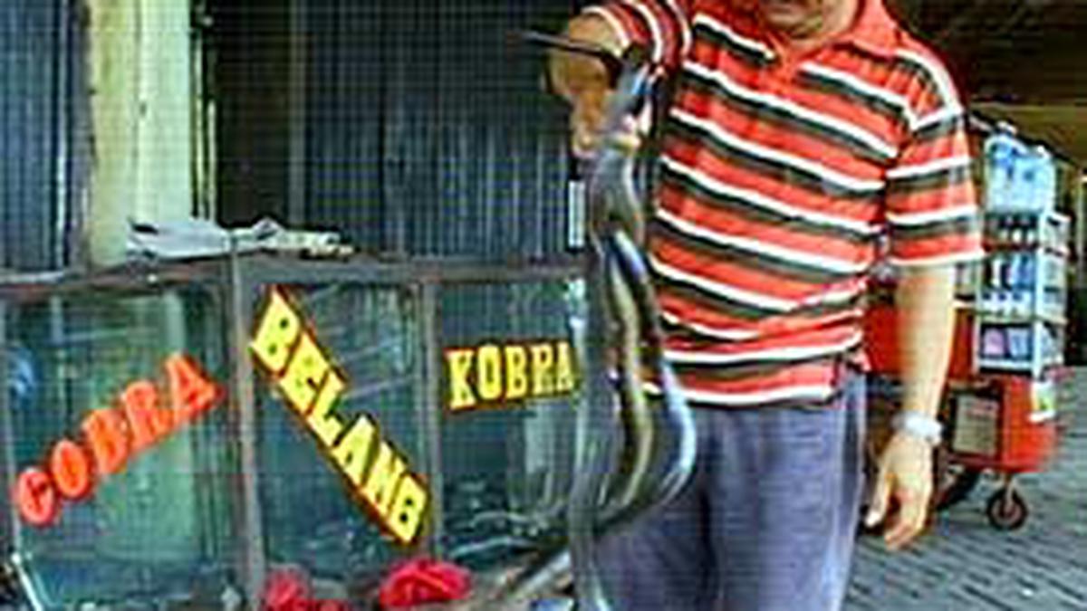 Memanfaatkan Ular Sebagai Obat Alternatif - News Liputan6.com