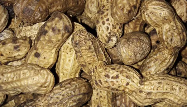 PT Pinus Merah Abadi, Distributor dan Sales Produk Nabati Group - Hot ...