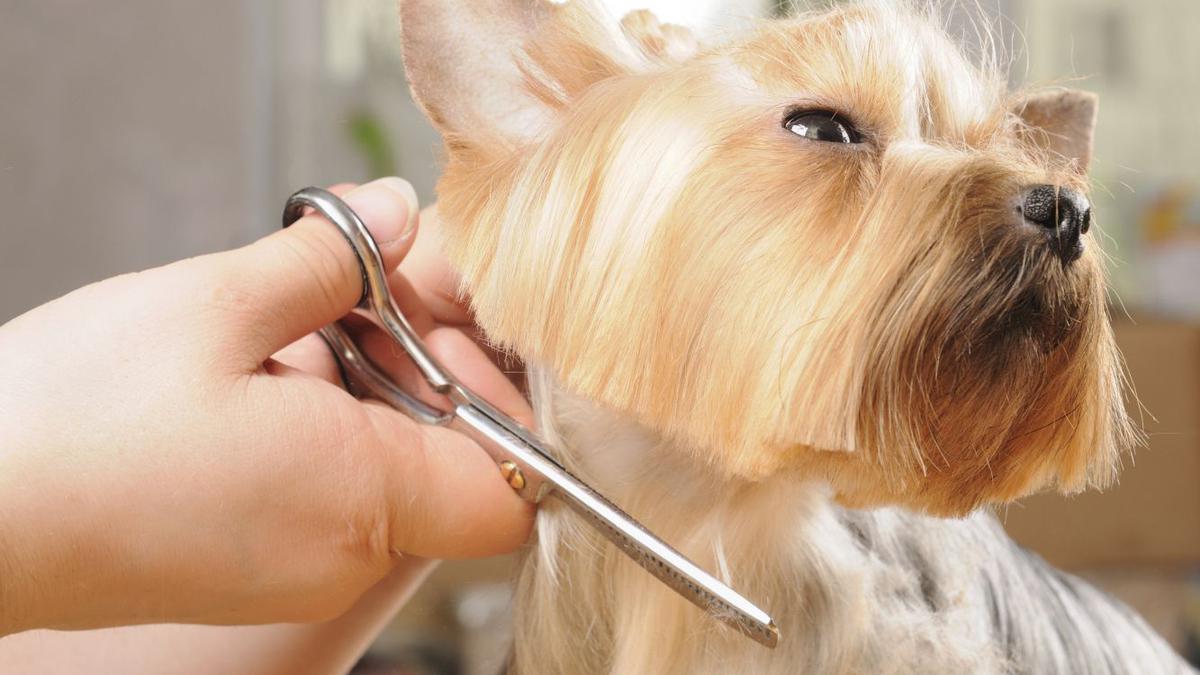 10 Gaya Rambut Anjing, Mana yang Kamu Banget?