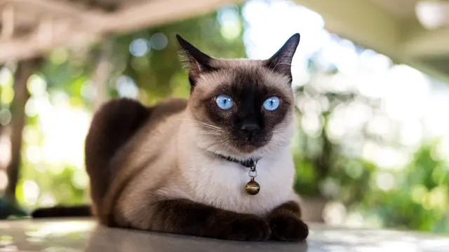 Cantik tapi Galak, Ini 4 Sifat Unik Si Kucing Siam - Lifestyle Liputan6.com