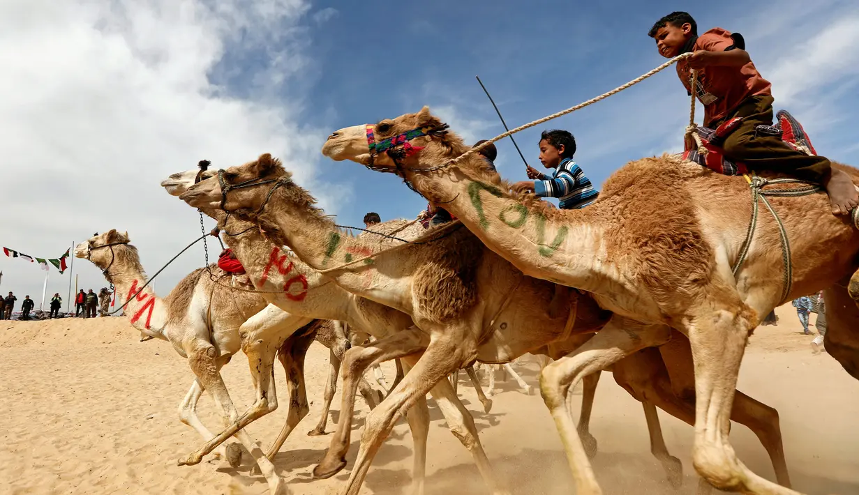 FOTO: Aksi Para Joki Cilik Memacu Unta di Mesir - Foto Liputan6.com