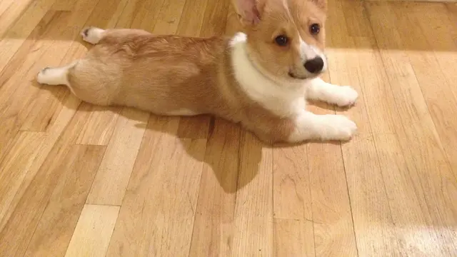 Splooting, Pose Lucu Anjing untuk Bersantai dan Mendinginkan Tubuh ...