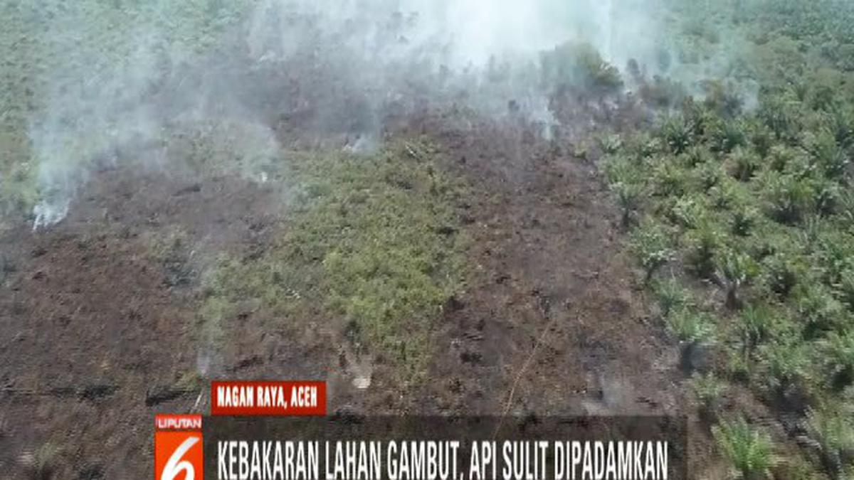 Kebakaran Lahan Gambut di Aceh Meluas, Petugas Kewalahan Padamkan Api - News Liputan6.com